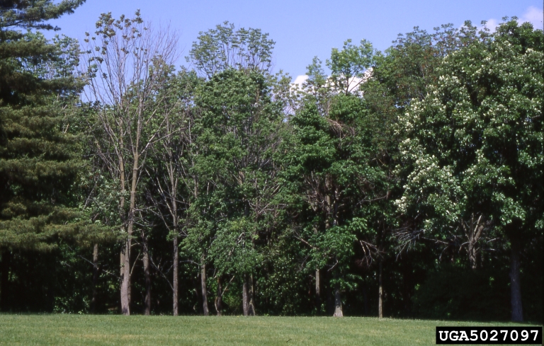 ash yellows phytoplasma (Candidatus Phytoplasma fraxini AYP Griffiths ...