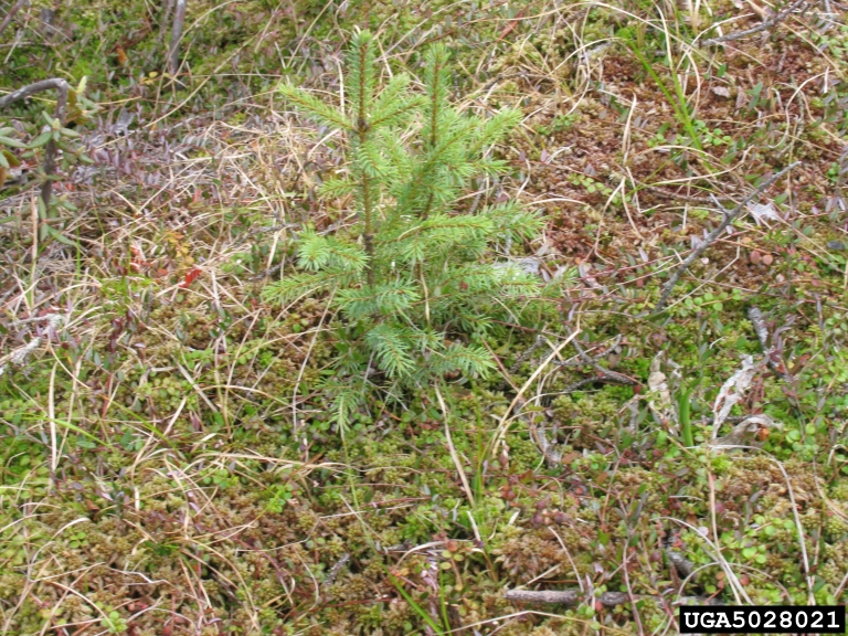 black spruce (Picea mariana (P. Mill.) B.S.P.)