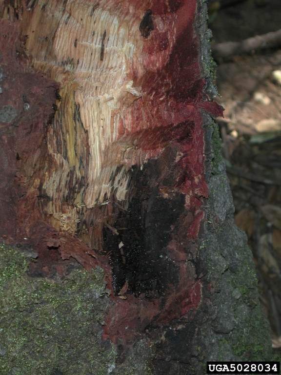 sudden oak death (Phytophthora ramorum ) on oak (Quercus spp. ) - 5028034
