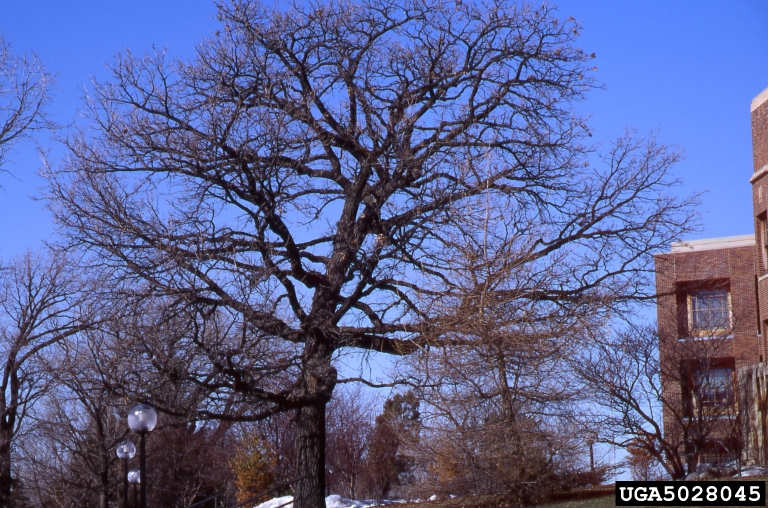 bur oak (Quercus macrocarpa Michx.)