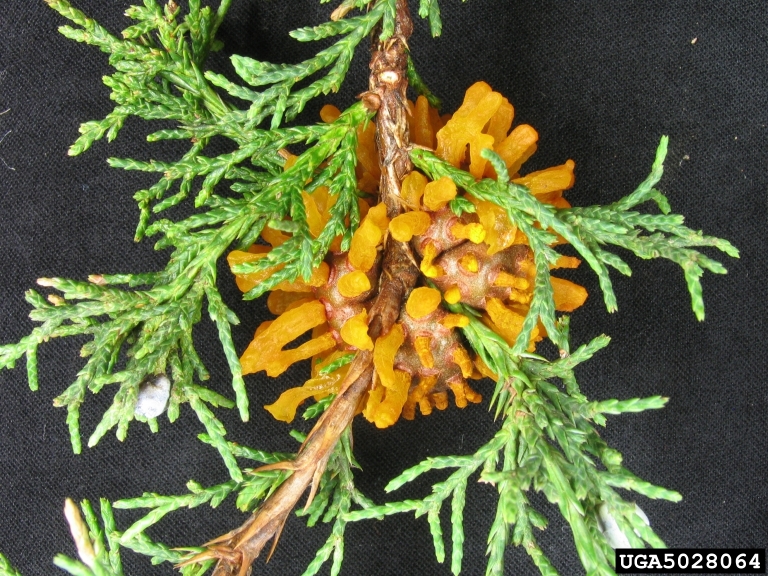 cedar-apple rust (Gymnosporangium juniperi-virginianae)