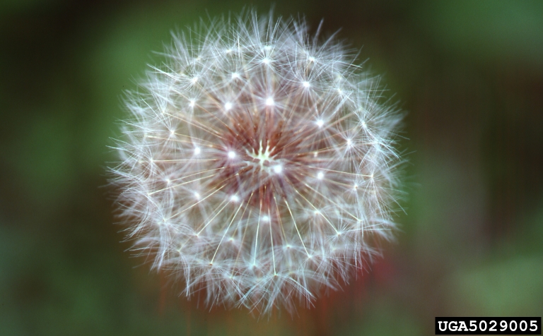 dandelion (Genus Taraxacum G.H. Weber ex Wiggers)