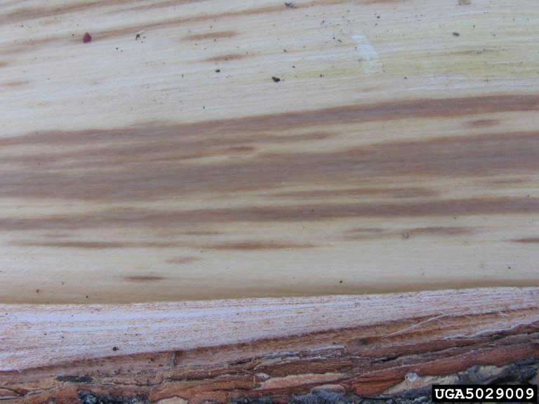 Dutch elm disease (Ophiostoma ulmi)