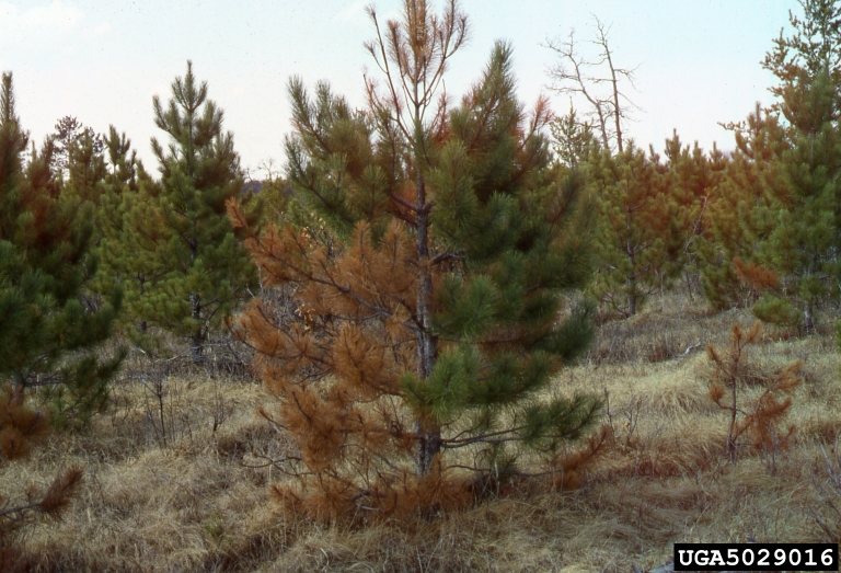 Diplodia blight (Sphaeropsis sapinea)