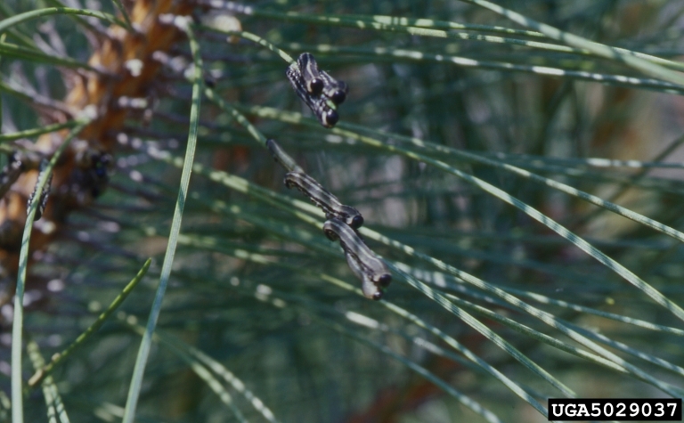 European pine sawfly (Neodiprion sertifer)