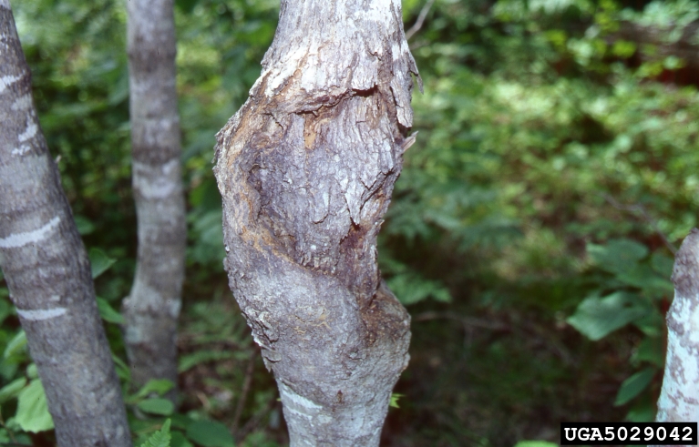Eutypella canker (Eutypella parasitica R. W. Davidson & Lorentz)