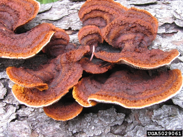 rusty gilled polypore (Gloeophyllum sepiarium (Wulfen) P. Karst.)