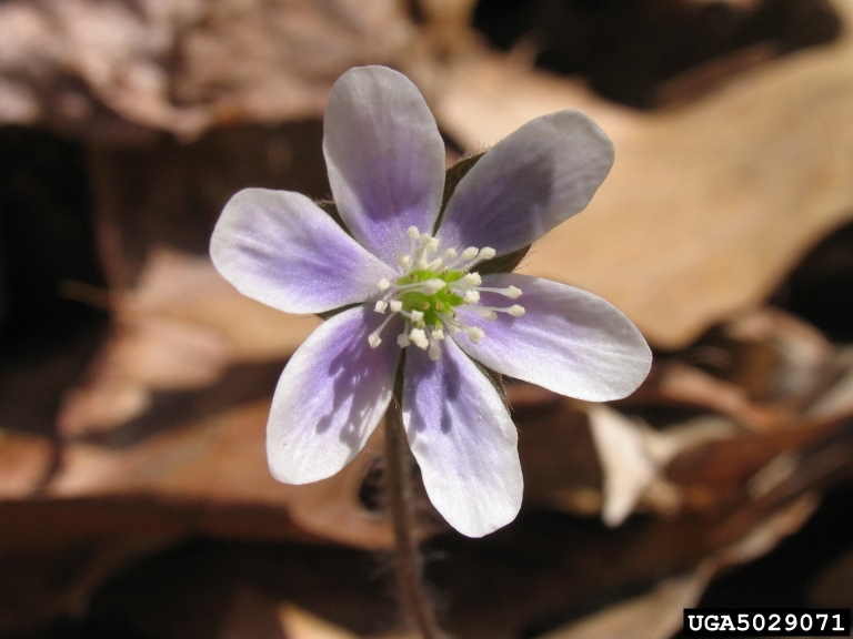 sharp-lobed hepatica (Hepatica nobilis var. acuta (Pursh) Steyerm.)