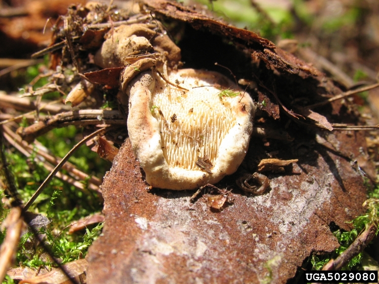 annosum root disease (Heterobasidion annosum (Fr) Bref.)