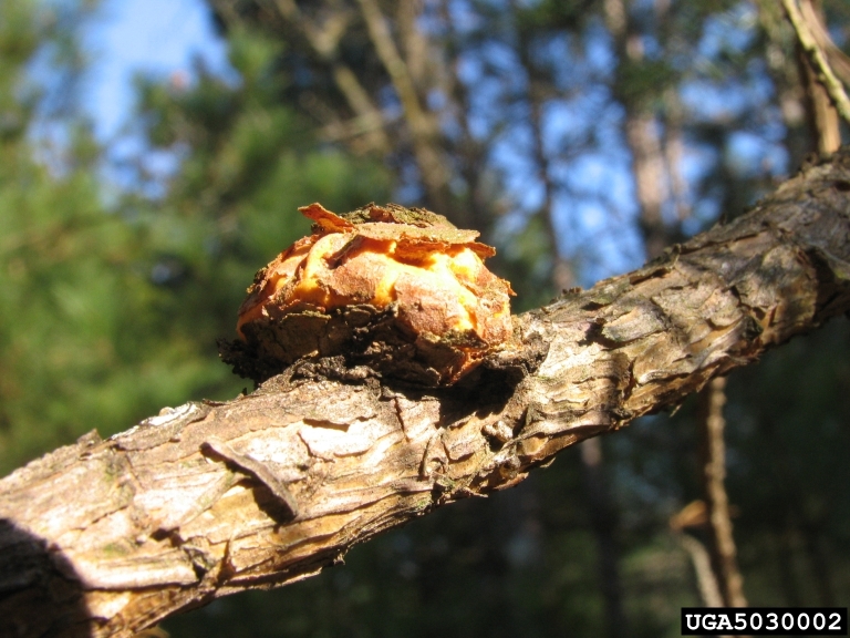 western gall rust (Endocronartium harknessii)