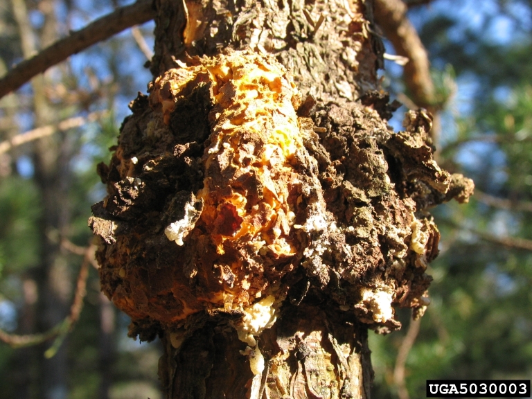 western gall rust (Endocronartium harknessii Hirats.)