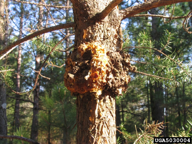 western gall rust (Endocronartium harknessii Hirats.)