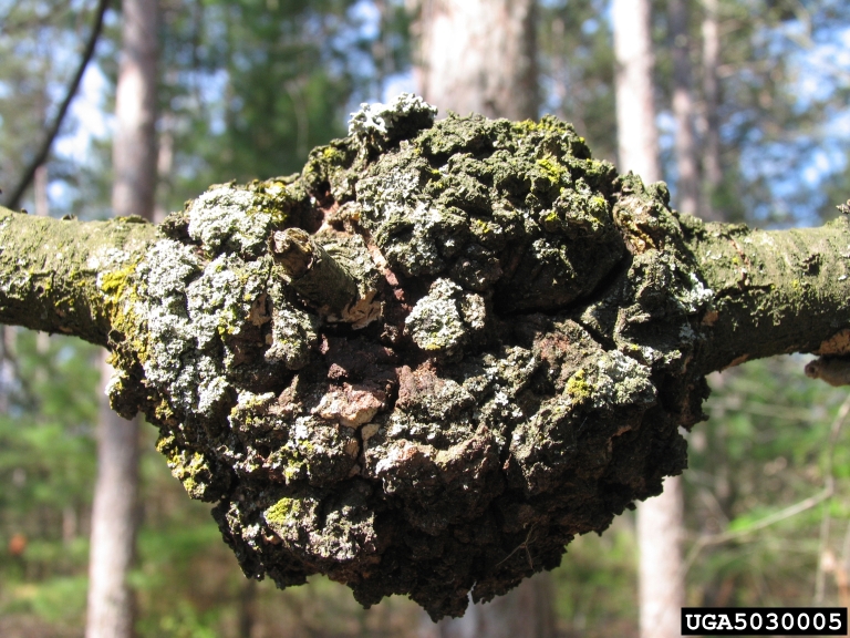 western gall rust (Endocronartium harknessii Hirats.)