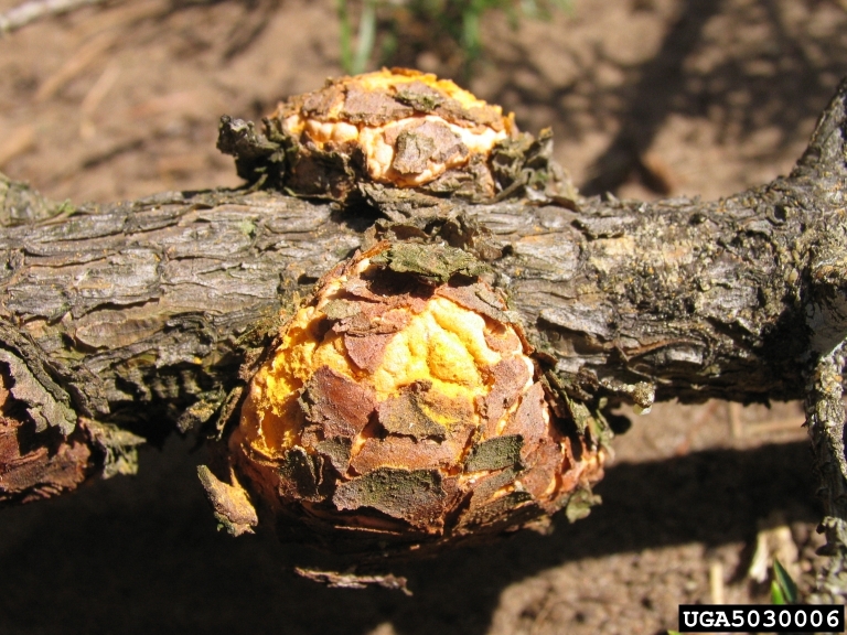 western gall rust (Endocronartium harknessii)
