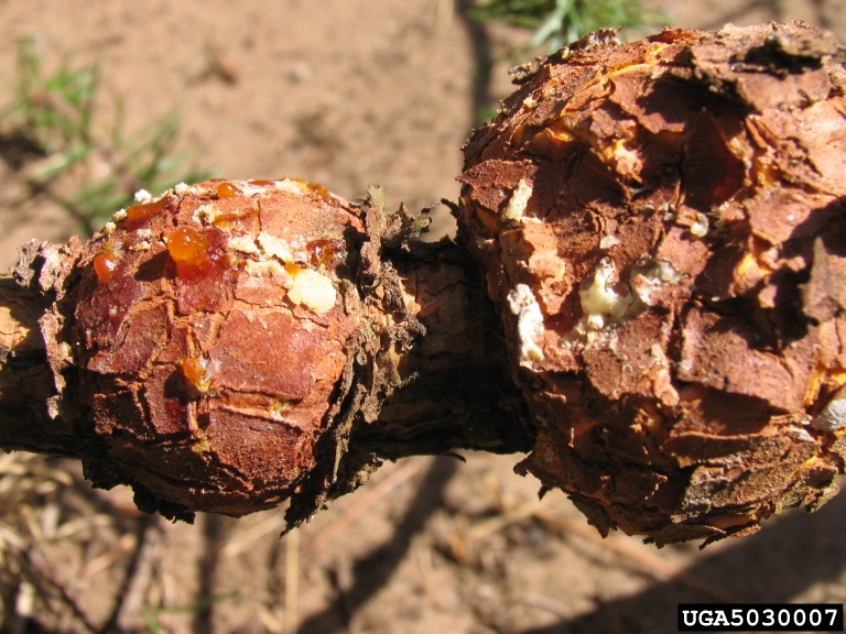 western gall rust (Endocronartium harknessii)