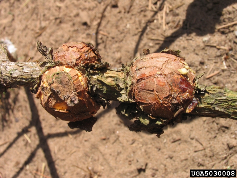 western gall rust (Endocronartium harknessii)
