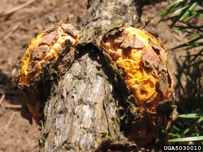 western gall rust (Endocronartium harknessii)