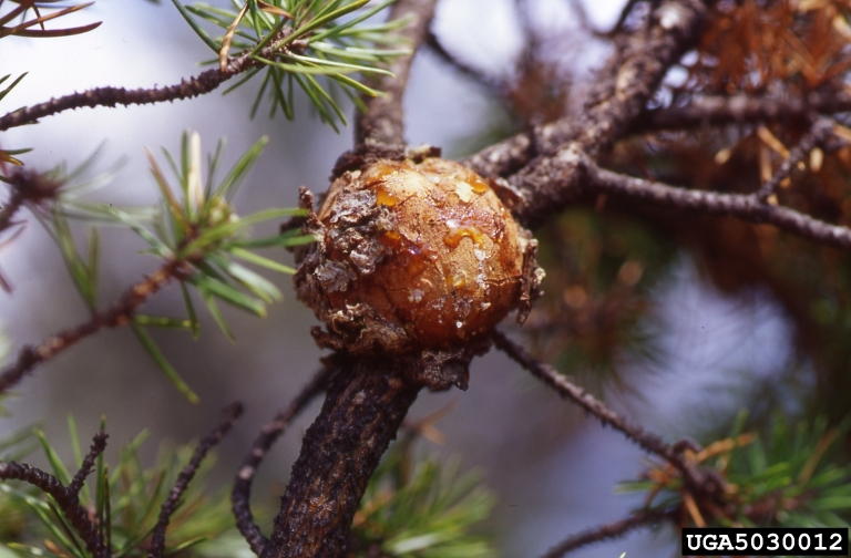western gall rust (Endocronartium harknessii)