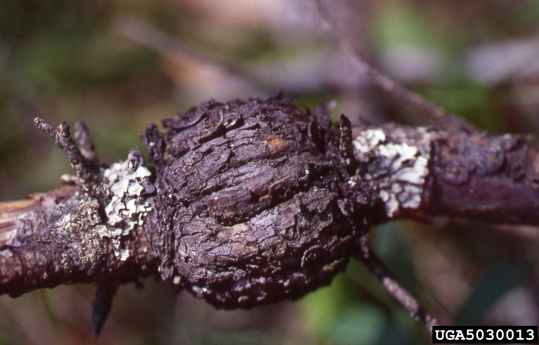 western gall rust (Endocronartium harknessii)
