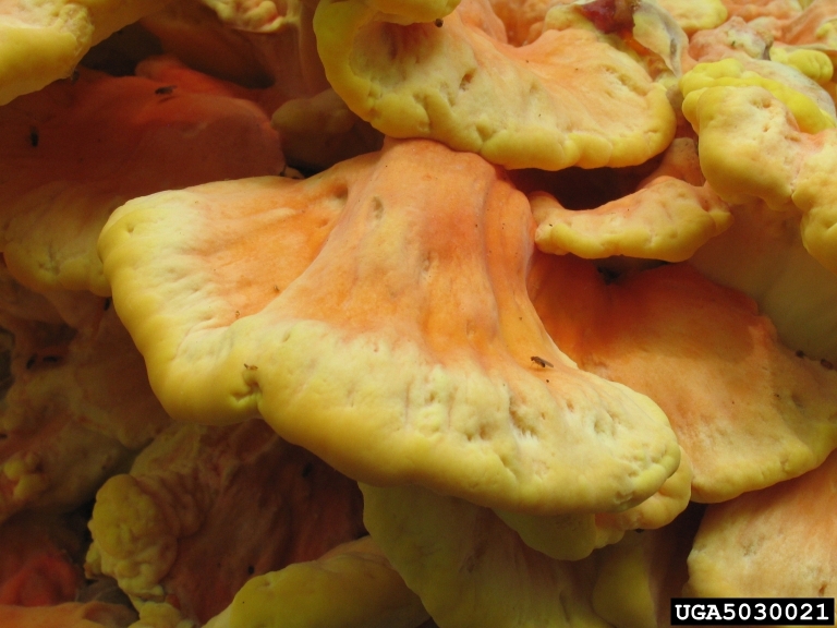sulfur shelf (Laetiporus sulphureus)