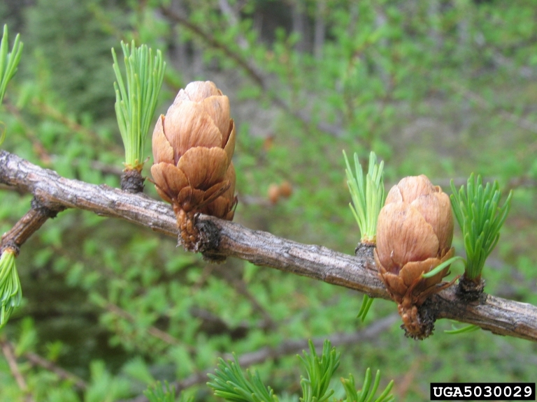 tamarack (Larix laricina (Du Roi) K. Koch)