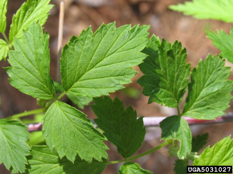 bristly dewberry (Rubus hispidus L.)