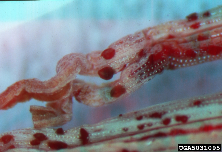 Sirococcus blight of conifers (Sirococcus conigenus (DC.) P. Cannon ...