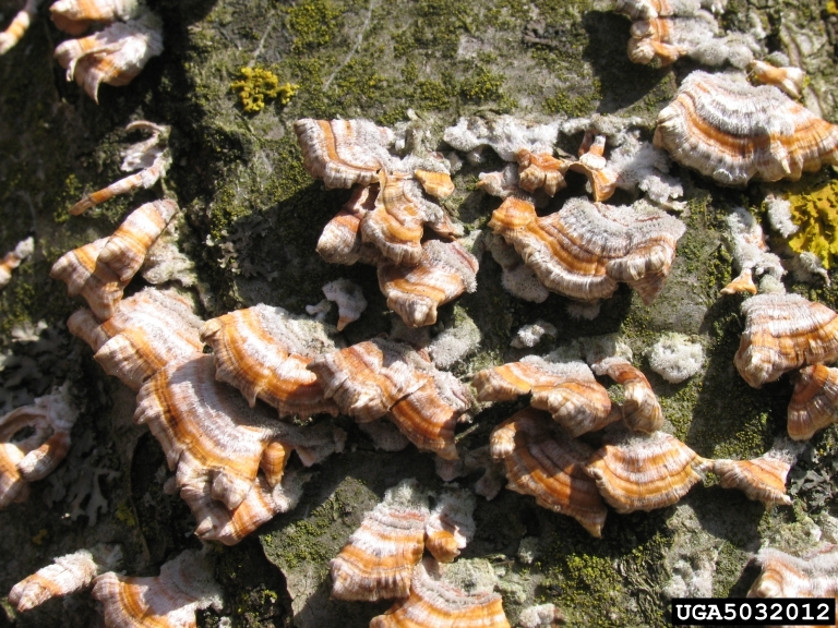 wood decay (Genus Stereum Pers.)