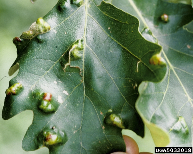 oak leaf blister (Taphrina caerulescens (Desmaz. & Mont.) Tul.)