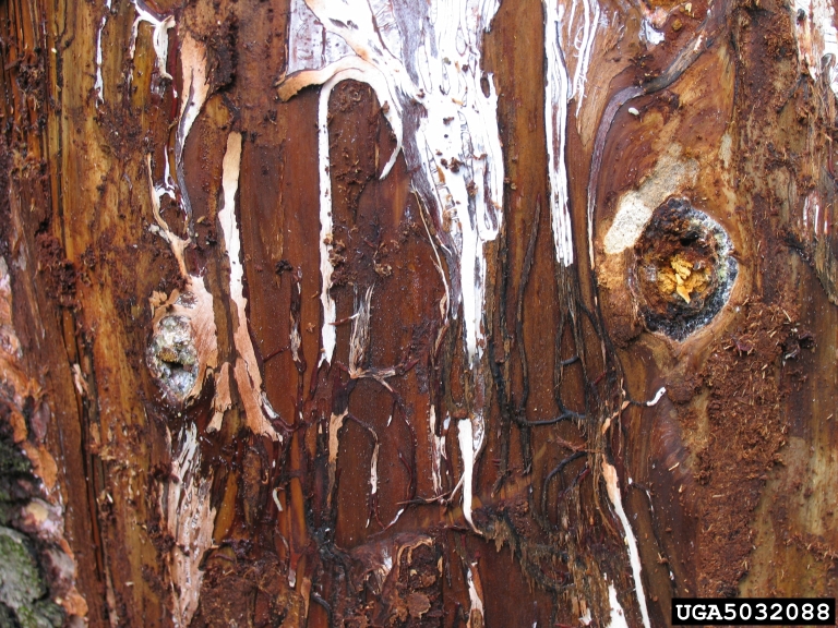 Armillaria root rots (Genus Armillaria)