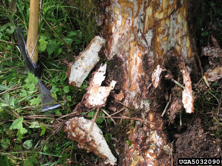 Armillaria root rots (Genus Armillaria)