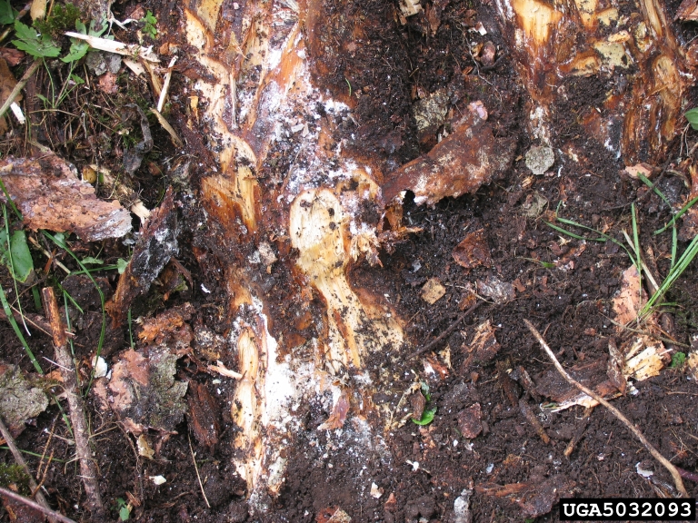 Armillaria root rots (Genus Armillaria)