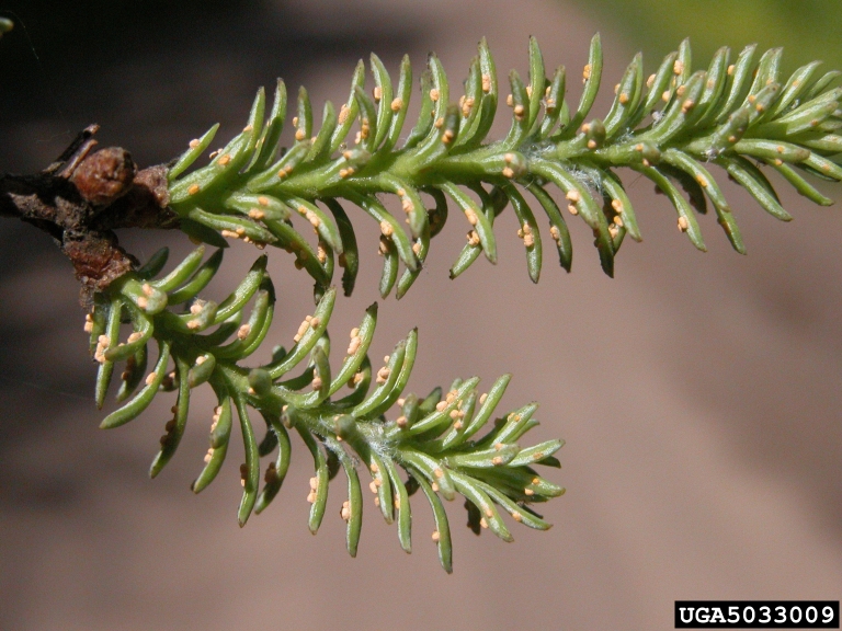 fir broom rust (Melampsorella caryophyllacearum)