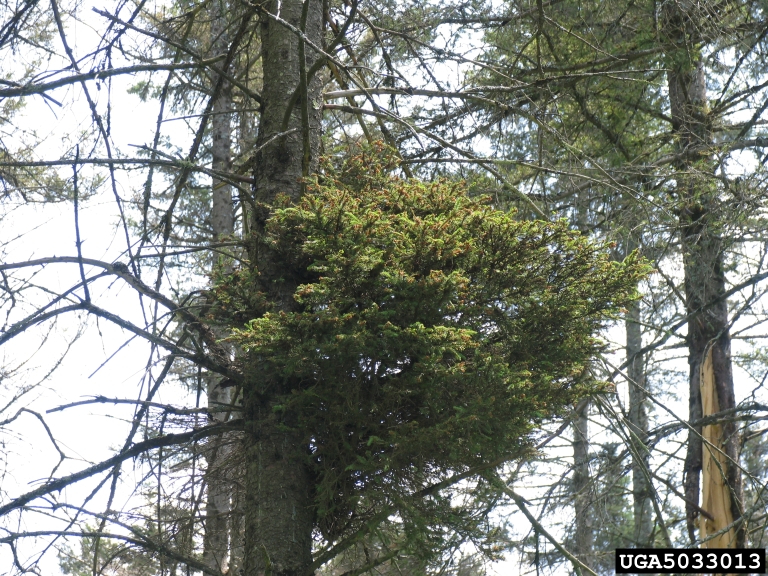 fir broom rust (Melampsorella caryophyllacearum)
