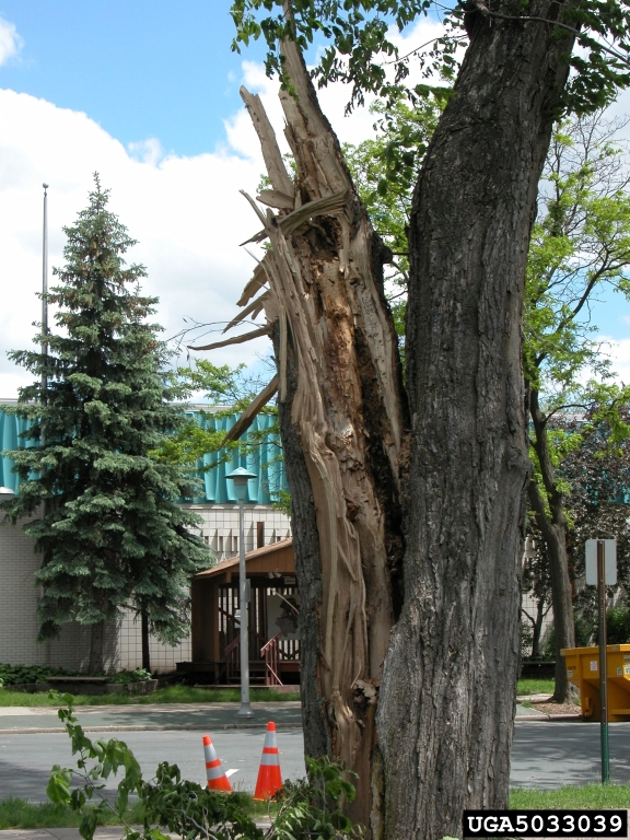 storm damage (general)