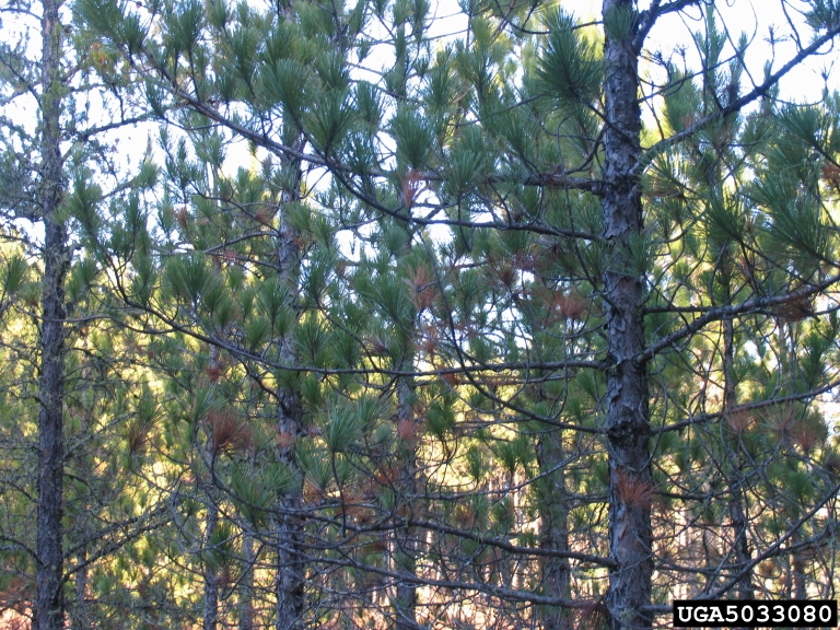 Diplodia blight (Sphaeropsis sapinea)