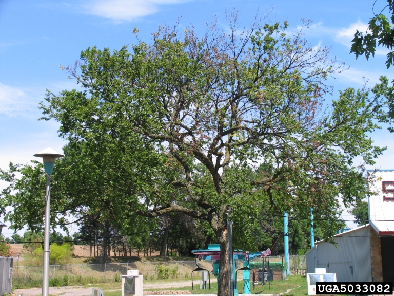 Dutch elm disease (Ophiostoma ulmi (Buisman) Nannf.)