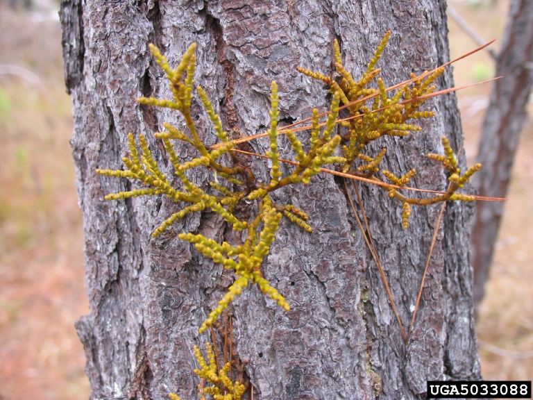 ponderosa pine dwarf mistletoe (Arceuthobium vaginatum (Willd.) J. Presl)