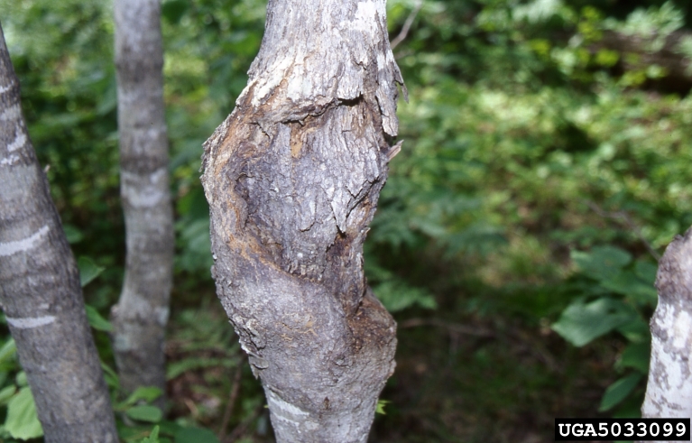Eutypella canker (Eutypella parasitica R. W. Davidson & Lorentz)