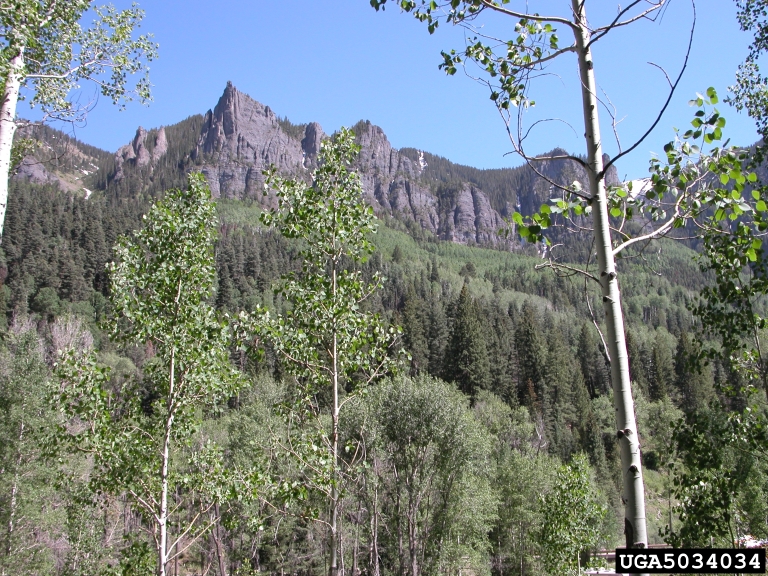 Synonym for Mountains (mountain)