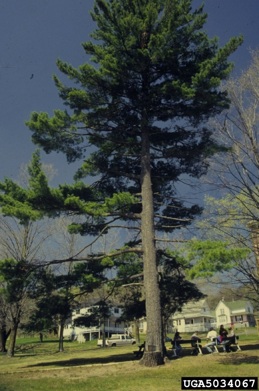 eastern white pine (Pinus strobus)