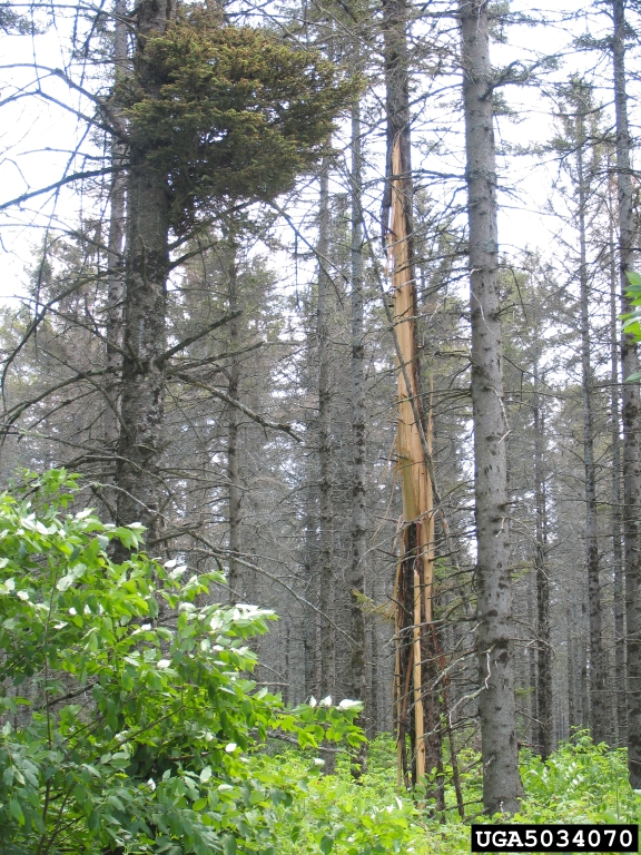 spruce broom rust (Chrysomyxa arctostaphyli)