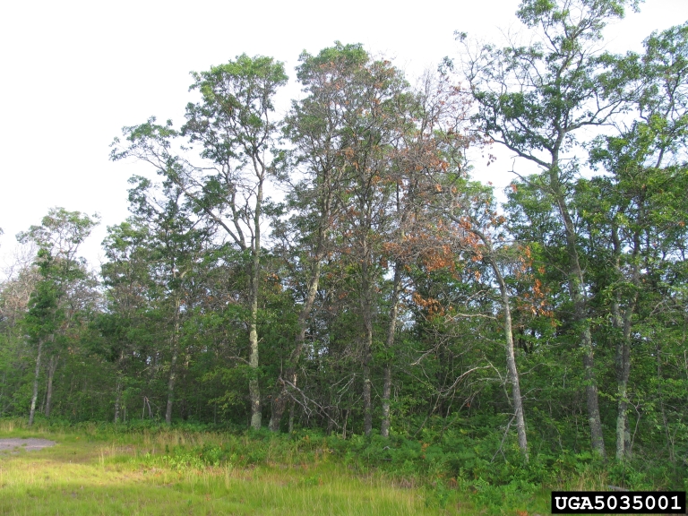 oak decline