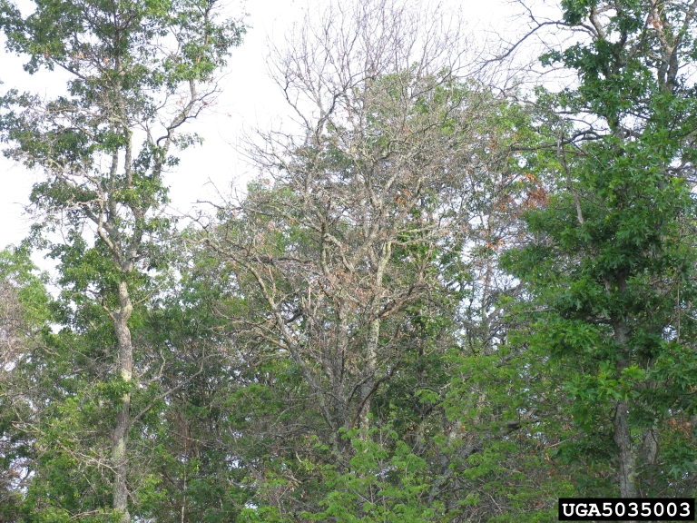 oak decline