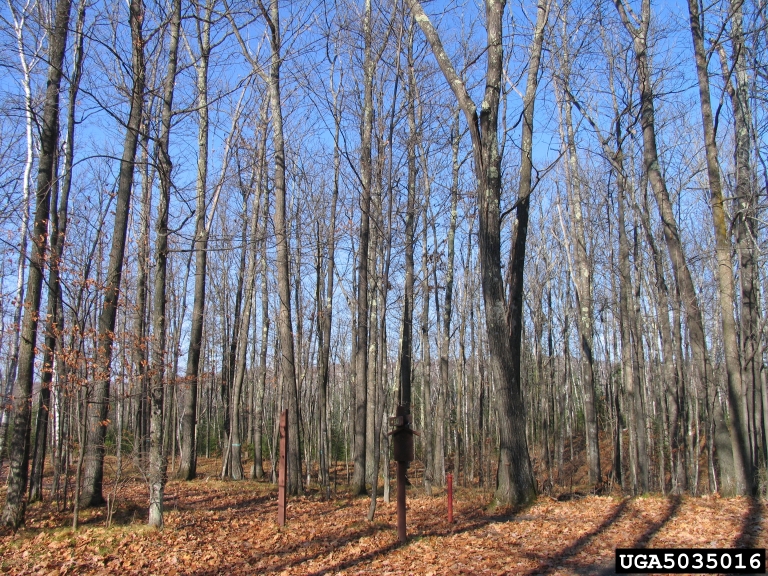 oak decline