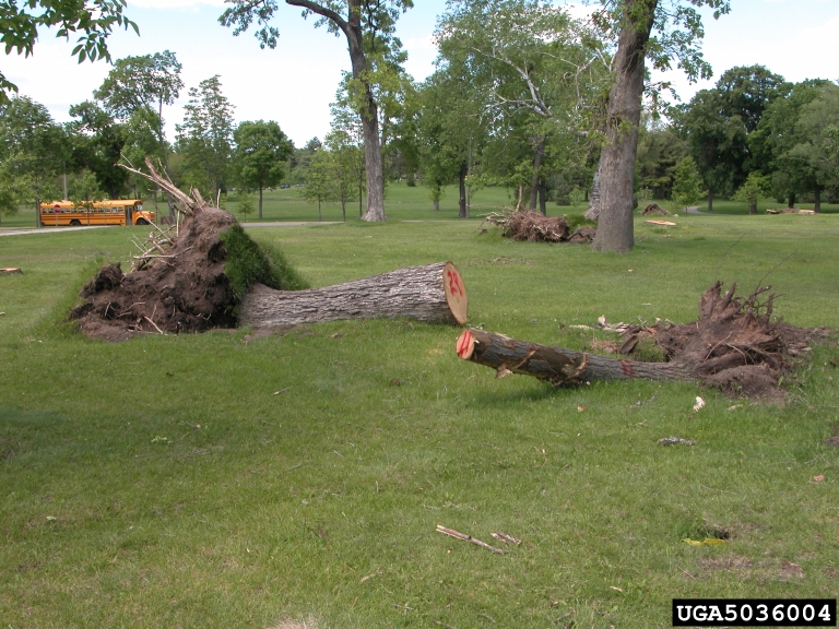 root lifting, soil heaving, and windthrow