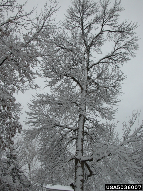 ash (Genus Fraxinus)