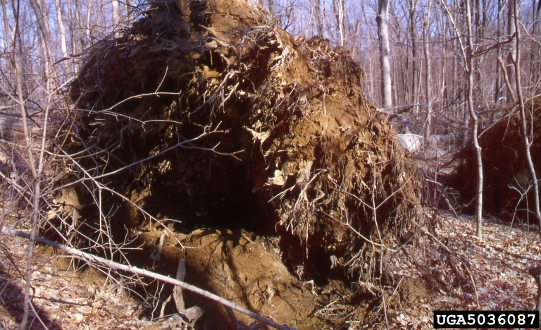 root lifting, soil heaving, and windthrow