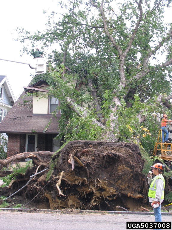 American elm (Ulmus americana)