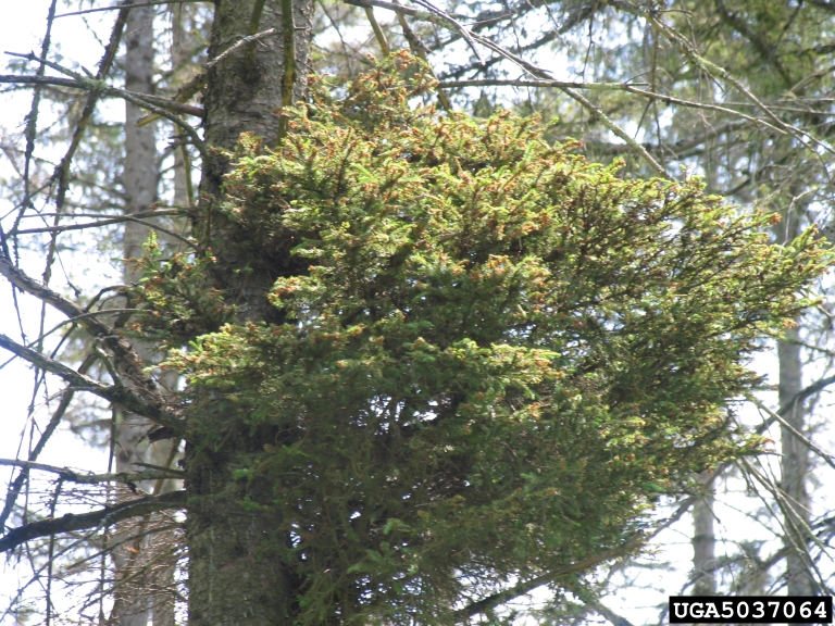 spruce broom rust (Chrysomyxa arctostaphyli)